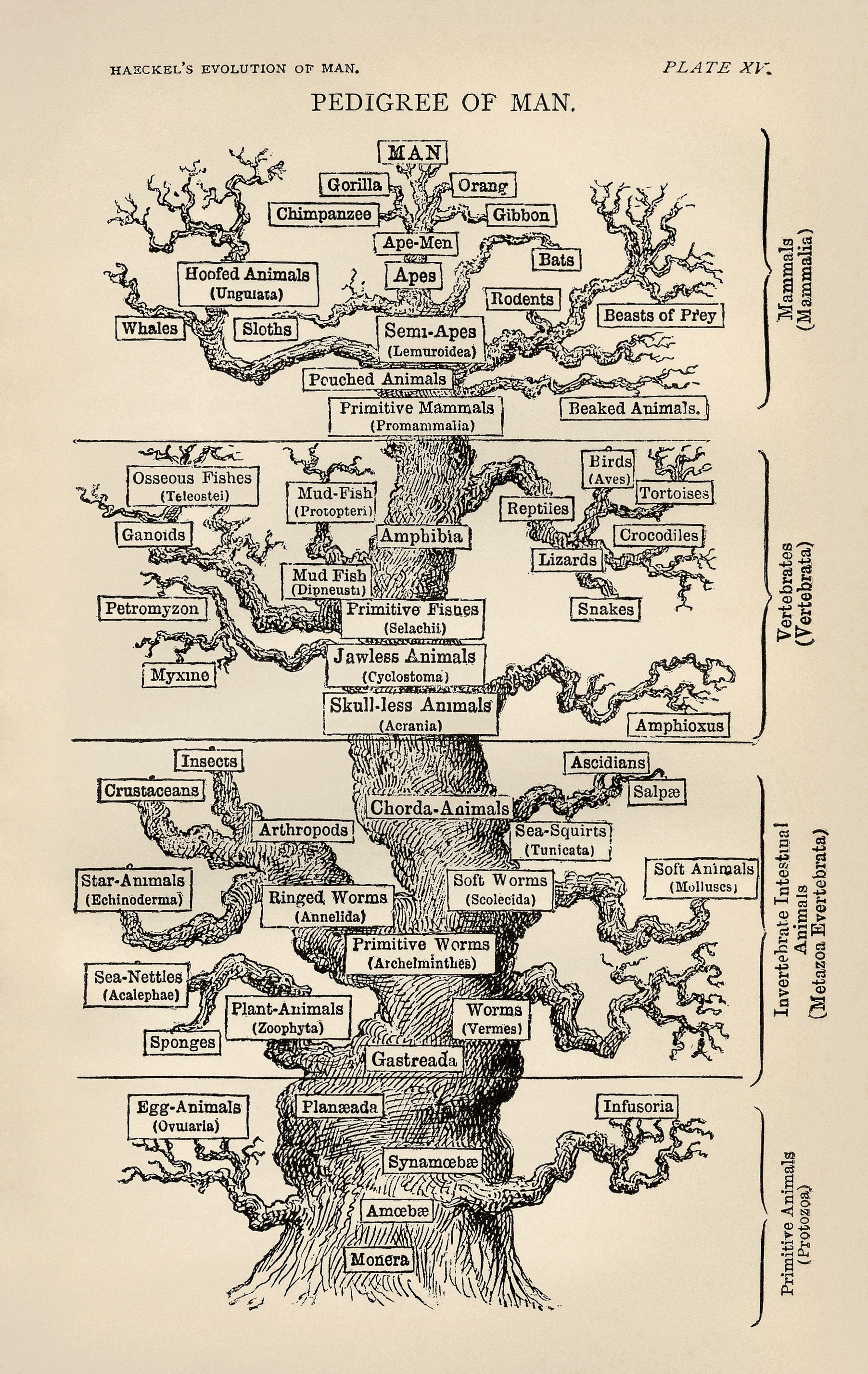 Ernst Haeckel’s evolutionary pedigree of man - OTR